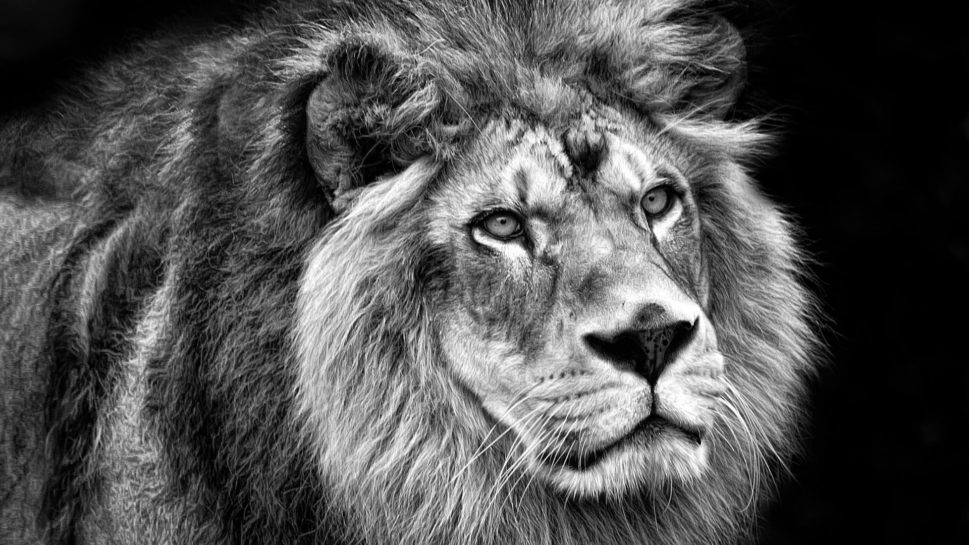 Tout savoir sur les lions de l'Atlas